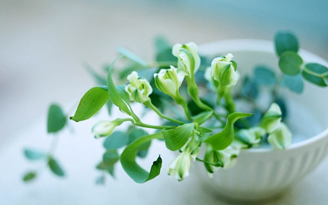 精选简约素雅小清新绿色植物盆栽图片电脑桌面壁纸-花瓣网