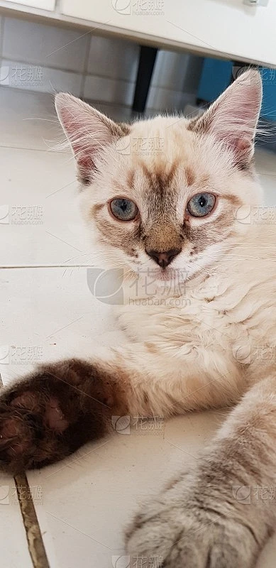 Cat II素材-花瓣网