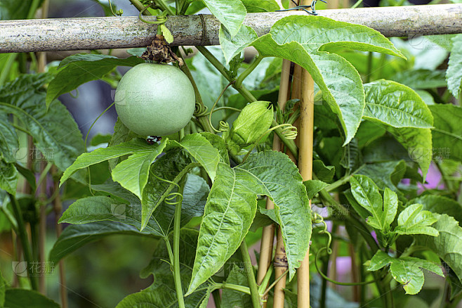 Passiflora edulis