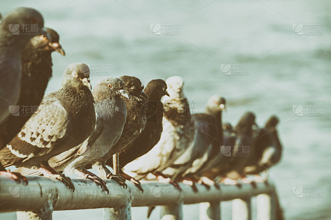 In line of Pigeons(Selective Focus) In vintage Sty