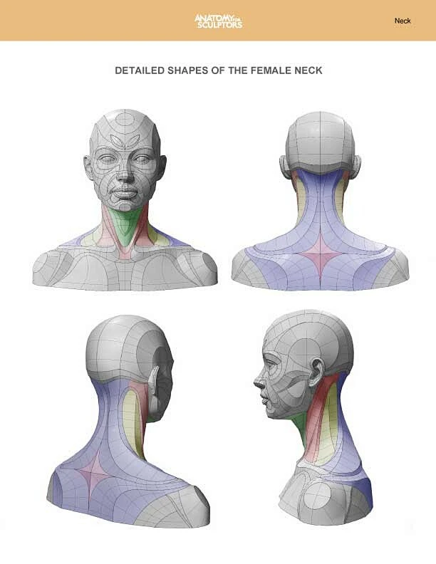 Angles of female neck-花瓣网