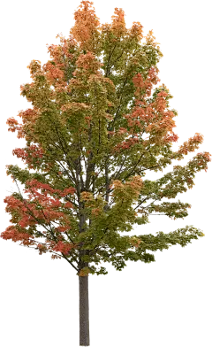 meye acer platanoides cut out tree in png-花瓣网