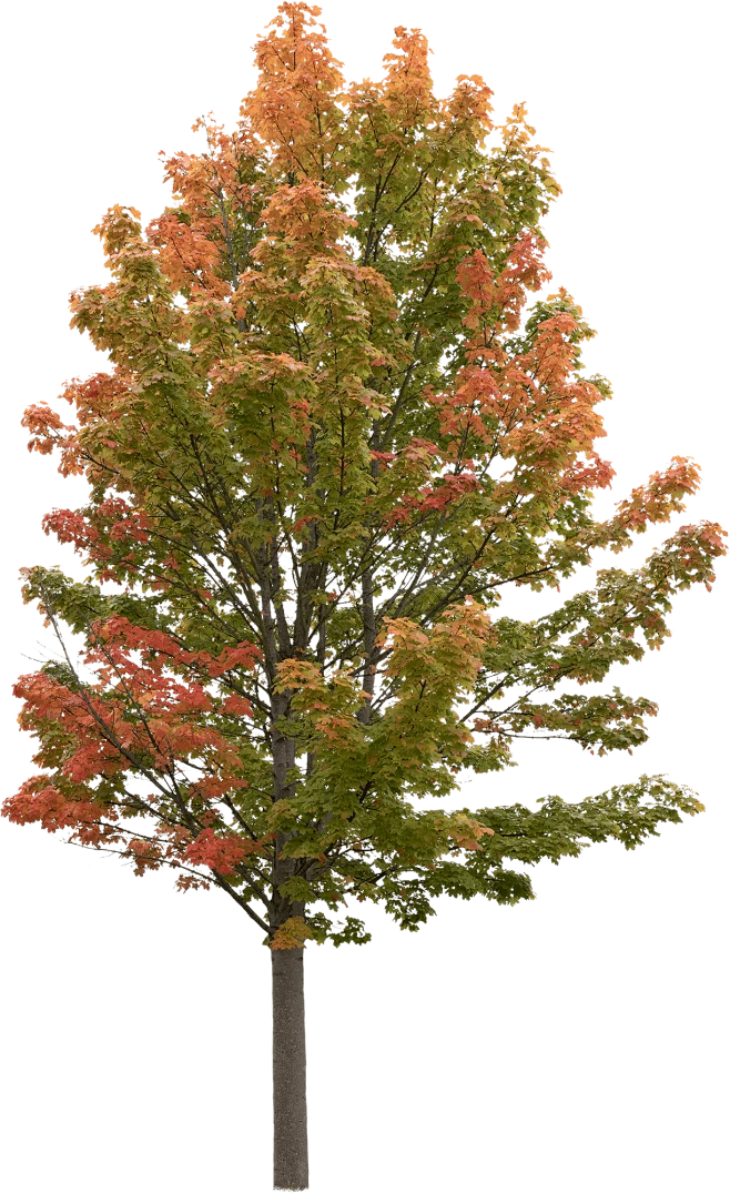 meye acer platanoides cut out tree in png-花瓣网