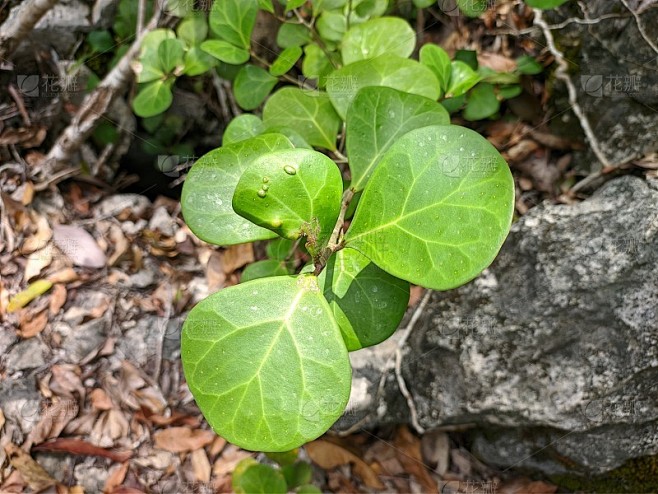 Tabat Barito Plant (Ficus Del Aptoidea Var Kunstle