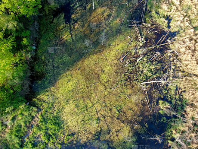 野生动物,松树,大不列颠哥伦比亚,森林,沼泽,航拍视角,绿色,高视角,公元前,自然界的状态