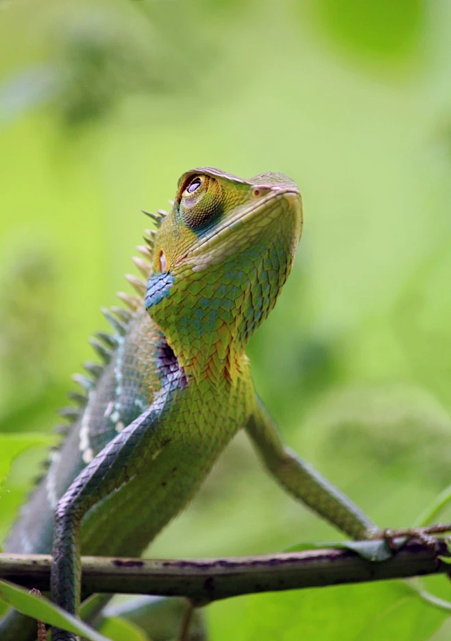 lizard-photo-243574-花瓣网