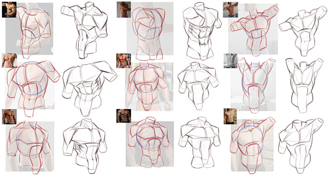 some anatomy studies