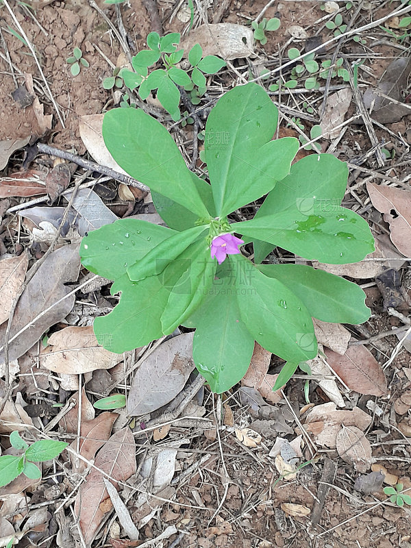 Talinum paniculatum