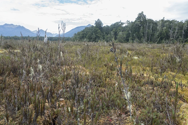 Mossy Bog (85)-花瓣网