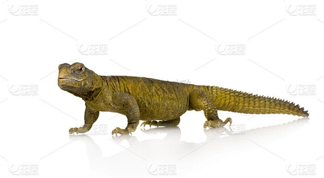 Dabb Lizard - Uromastyx aegyptia