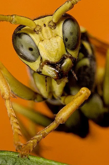 Goofy, cross-eyed wasp | Call A1 Bee Specialists in Bloomfield Hills ...