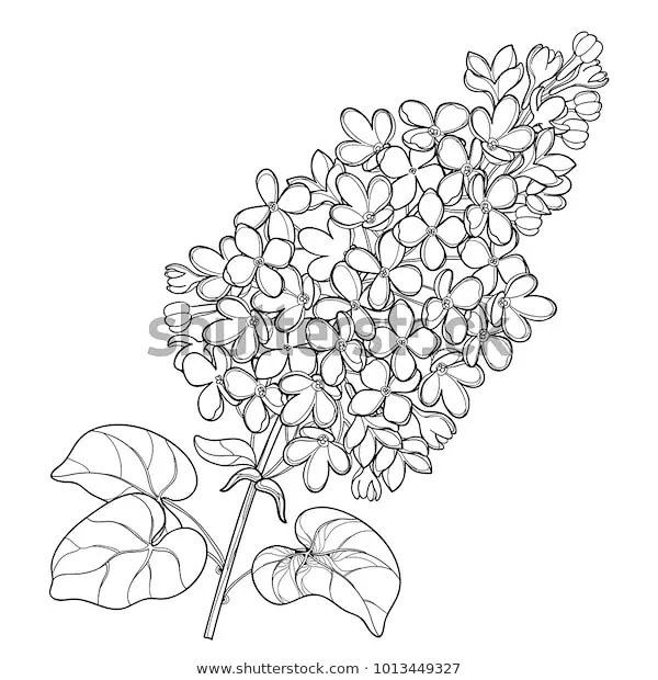 Vector branch with outline Lilac or Syringa flower bunch and ornate ...