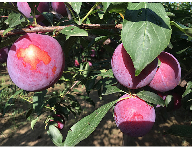 陕西红李子 红布林 非黑布林李子 青脆 三华李 李子水果 新鲜 5斤-淘宝网