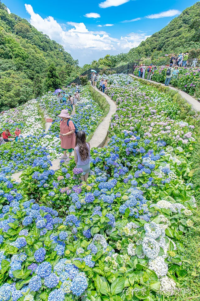 台北阳明山大梯田农园，满山缤纷绣球花海、迷人梦幻粉红花廊，每年夏天竹子湖的必赏花景-花瓣网