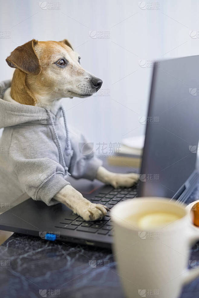 Programmer dog coding with laptop. Working process