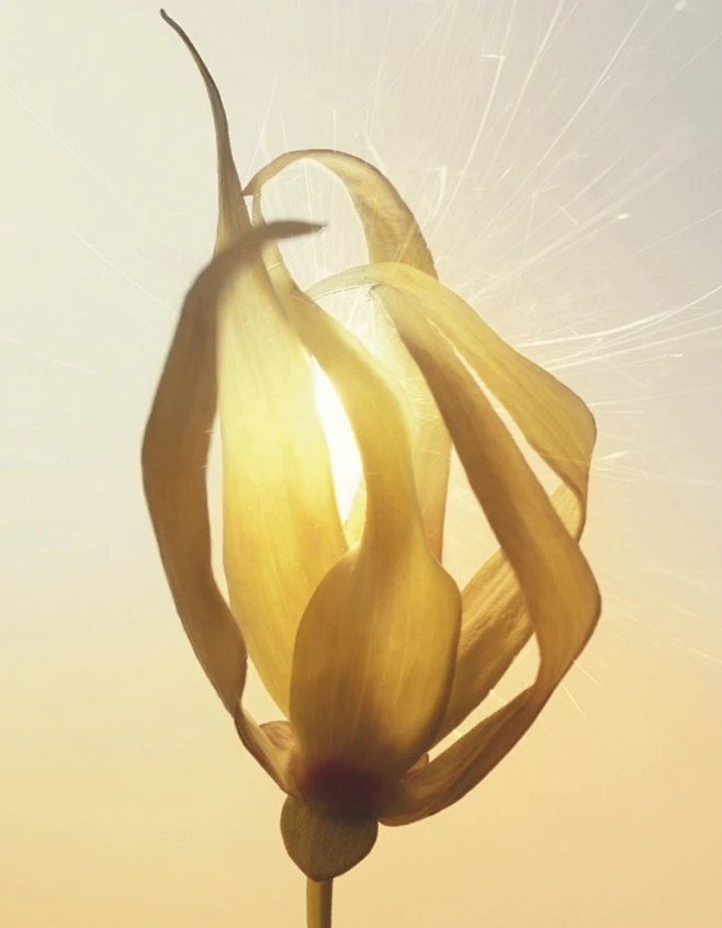 Dior J'Adore Ingredients-花瓣网