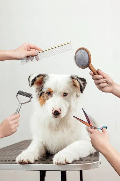 36,300+ 狗美容库存照片、图片和免版税图片 - iStock --- 36.300+ Dog Grooming fotos de ...