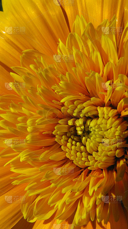 P.Spring橙色专辑