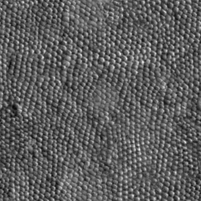 Lizard_scales _Alpha_T202043 #率叶插件，让花瓣网更好用_http://ly.jiuxihuan.net/?yqr ...