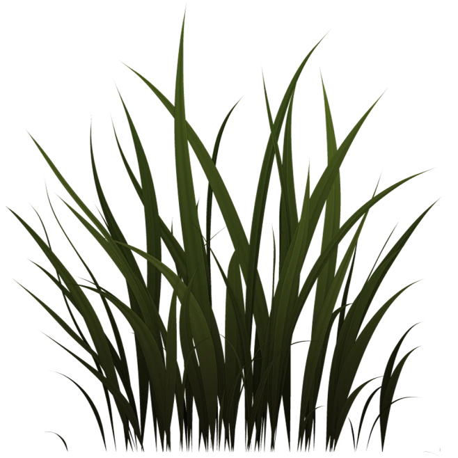 T_Grass_01_BC-花瓣网