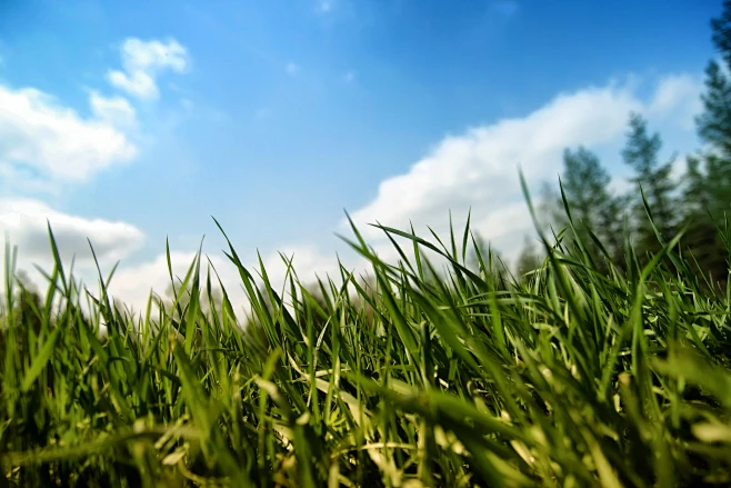 General 3888x2592 nature macro macro grass-花瓣网