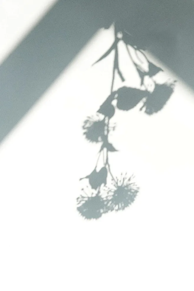 Download free image of Shadow of hanging flower on white background by ...