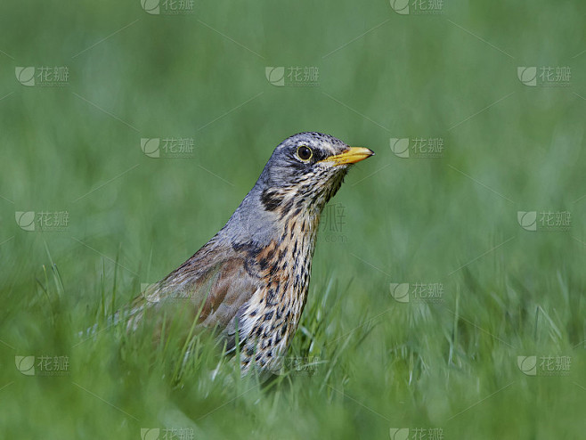 田鸫(Turdus毛发角化)
