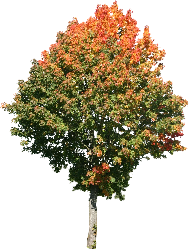 maple-tree-png-6-花瓣网