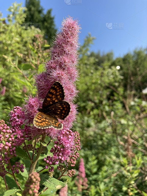 斯皮拉亚·道格拉斯 - 哈德哈克