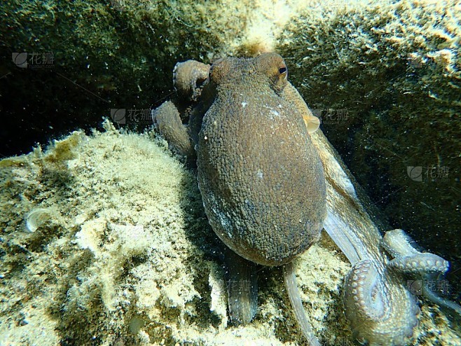 普通章鱼(octopus vulgaris)狩猎