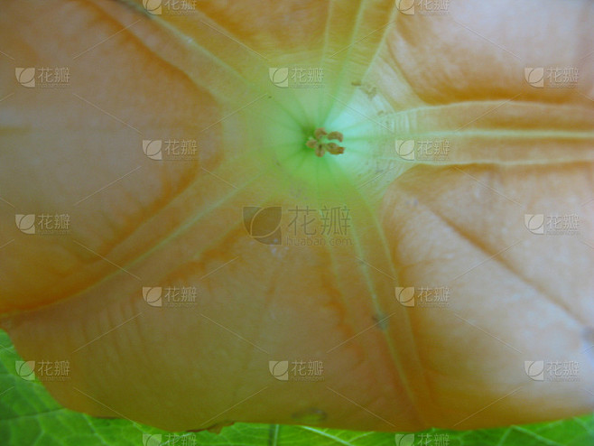 P.Spring绿色专辑