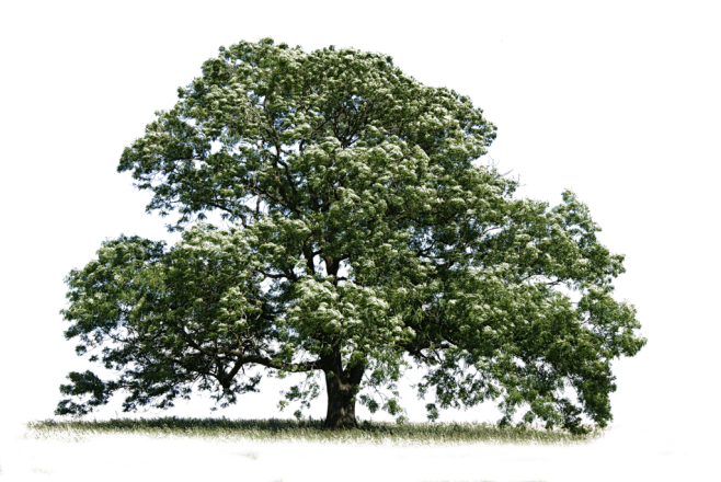 precut_ash_tree_by_virgolinedancer1-d77pn2l