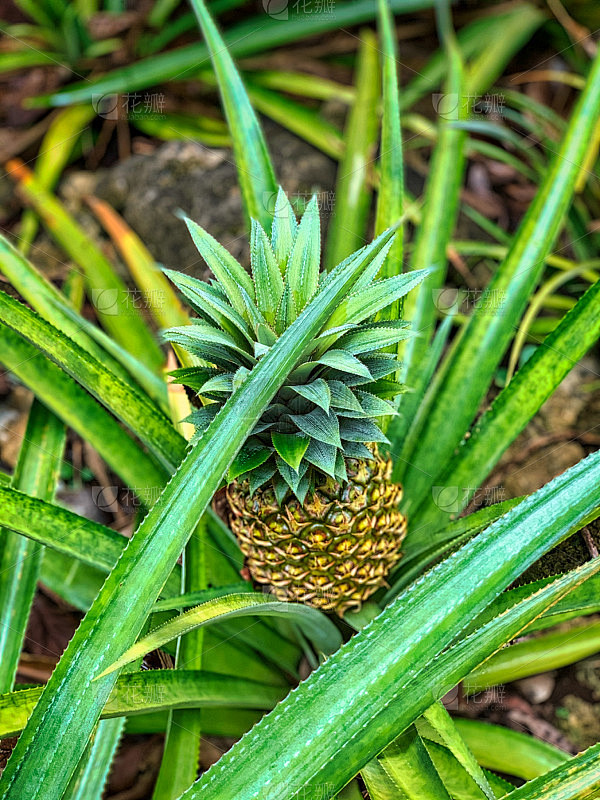 A young wild pineapple