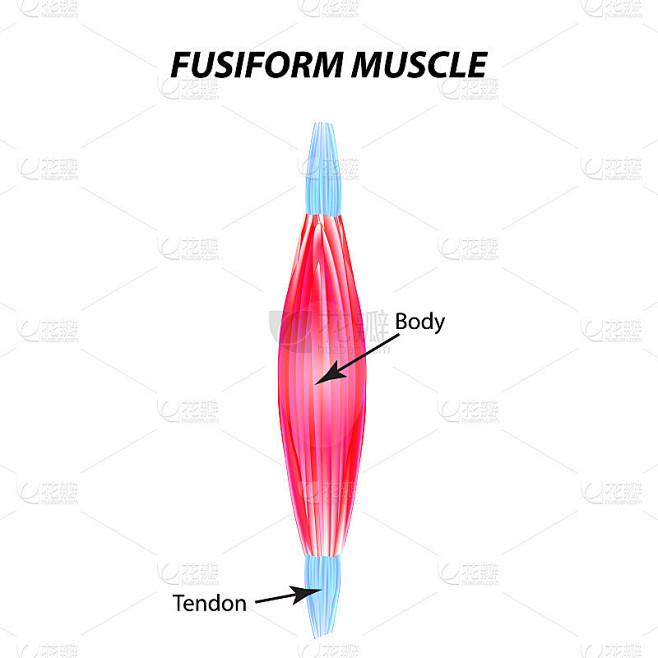 The structure of skeletal muscle. fusiform muscle.
