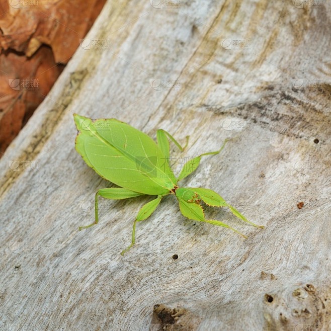 Two green leaflike stick-insects Phyllium giganteu
