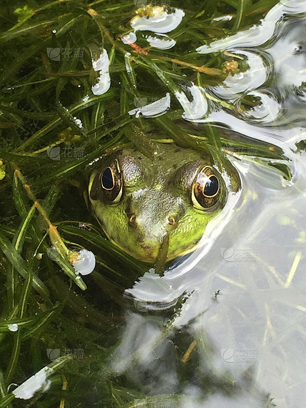 一只美国牛蛙在池塘里看着摄像机
