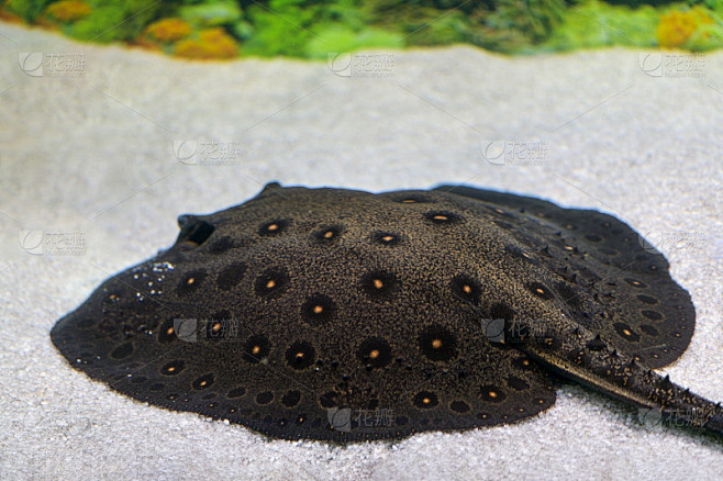 Batomorph。发现鹰射线。大黄貂鱼斑点棕色躺在沙底水族馆