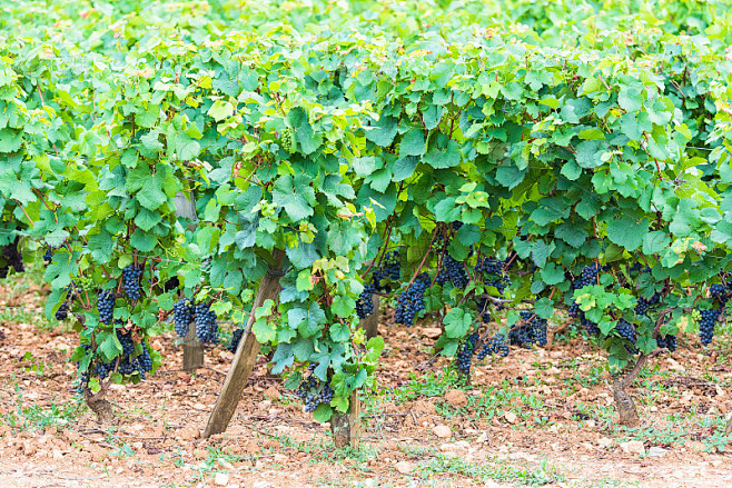 勃艮第的葡萄园，法国的风景