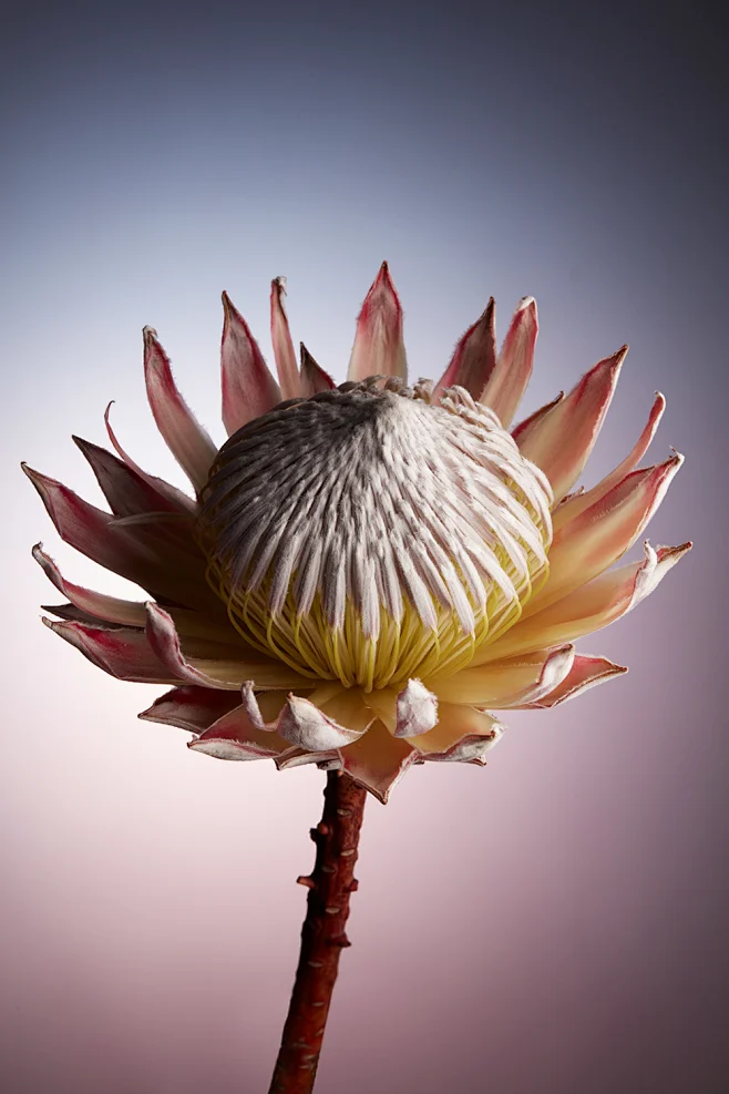 Sunset Flower on Behance-花瓣网