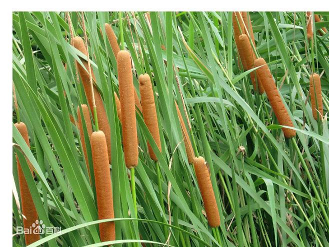 香蒲（Typha orientalis Presl）香蒲属作物，起源于中国，为多年生草本植物，一般株高1.5～2.5米， 须根， 具有地上假茎和地下根状茎。纤维用作物。别名蒲黄和蒲草。香蒲是 ...