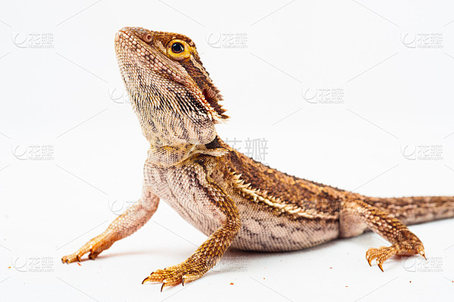 一个在白色背景上长胡子的阿伽玛