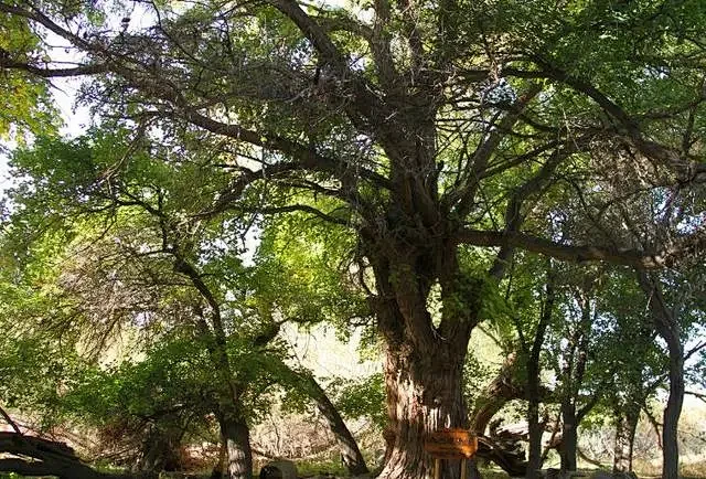 fm=173&fmt=auto&h=434&img_JPEG=&s=D0AB2EF146A296FE0E388B2C03002047&u ...