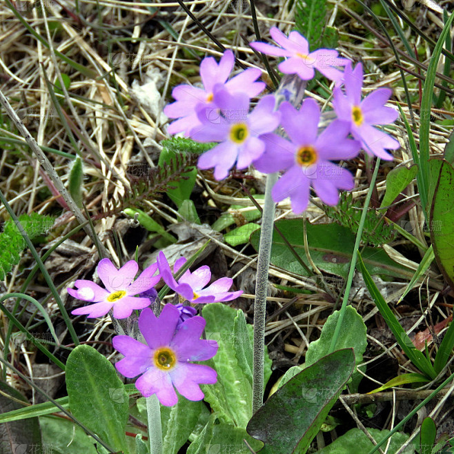 纽芬兰Herb Robert flower 2016