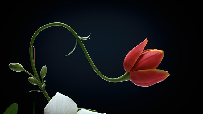 art direction 3D still life Nature Style Frame CGI Flowers design art (5)