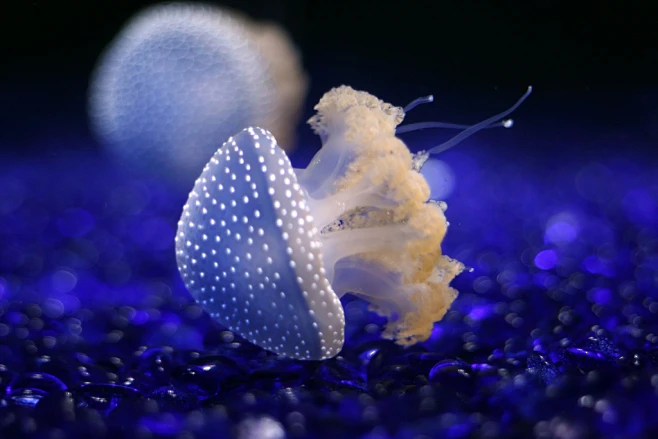 A little bit blue-花瓣网