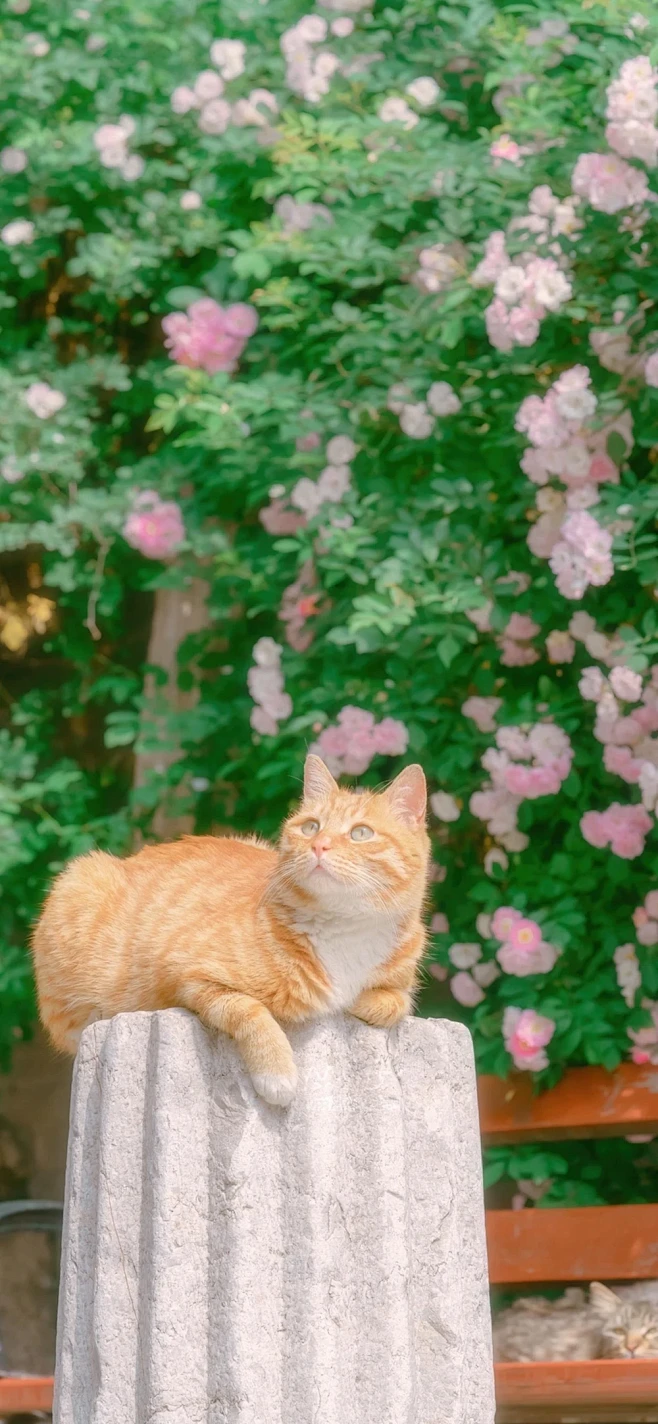 壁纸 - 堆糖-花瓣网