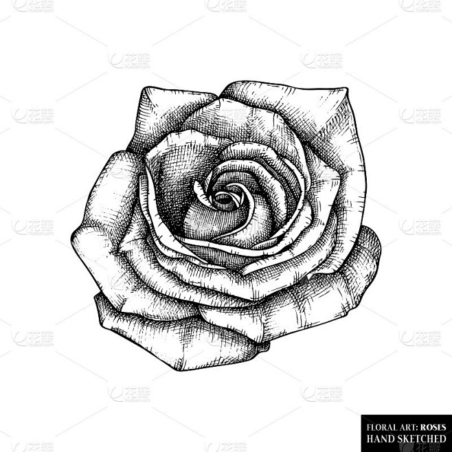 Hand sketched rose flower