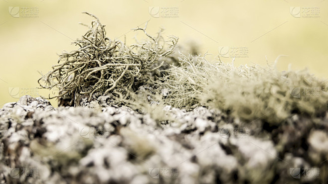 lichens_on_wood
