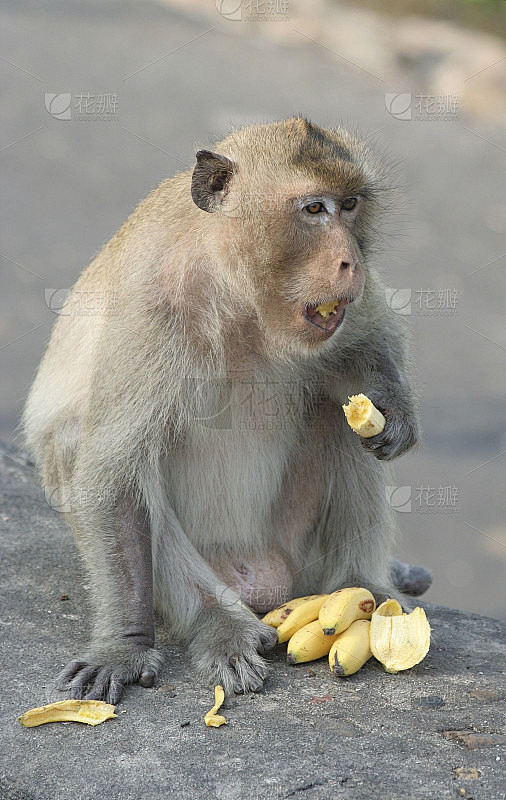 猴子和香蕉