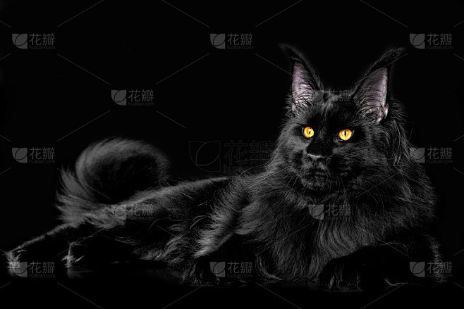 美丽的黑色缅因猫在黑色的背景。